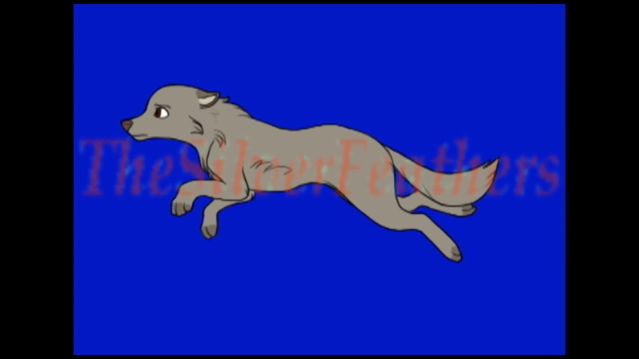 Wolf Run Cycle test *animation*