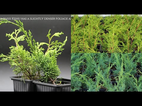 Juniperus Chinensis Itoigawa & Kishu - Whats the difference?