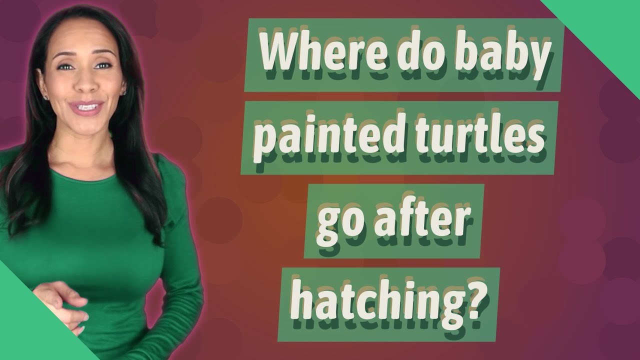 Where do baby painted turtles go after hatching?