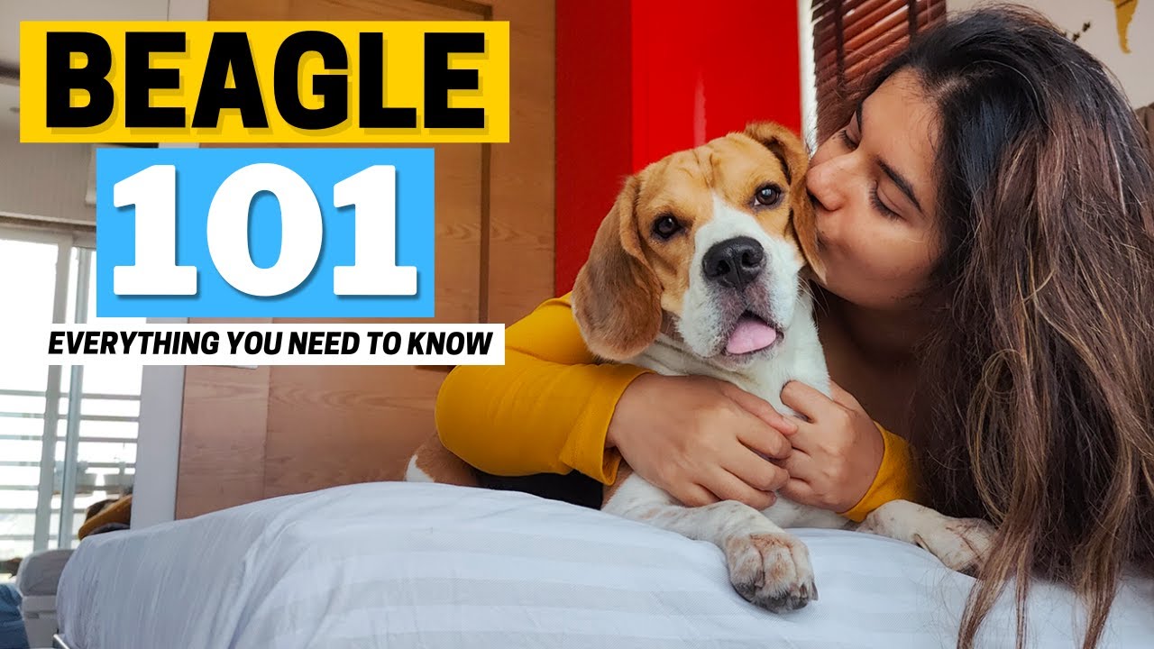 Beagle 101: Everything you need to know about this Breed