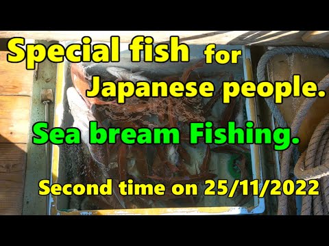 [Special fish  for Japanese people]Second time on 25/11/2022[Sea bream Fishing.]