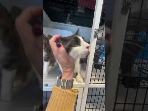 Video of adoptable pet named Tinman
