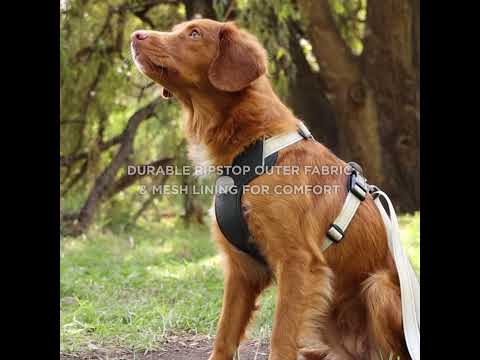 WeatherBeeta Explorer Dog Harness