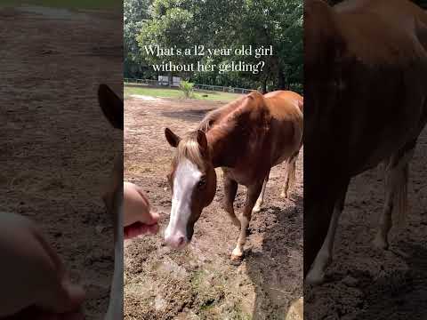 what is she? #equestrian #love #horse #gelding