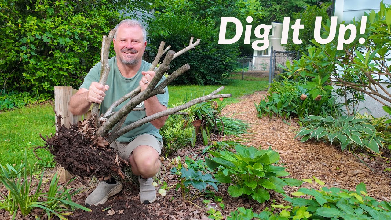 How to Remove an Old Established Shrub