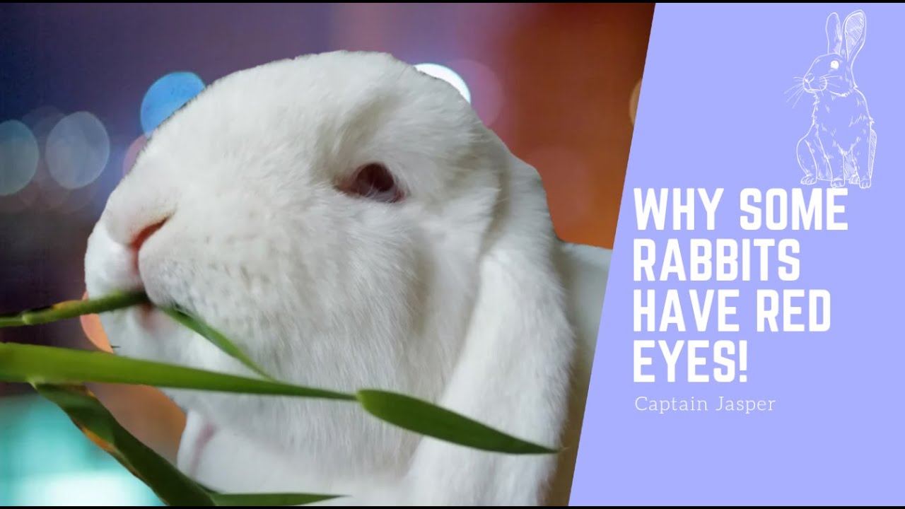 the TRUTH about white rabbits w/red eyes!
