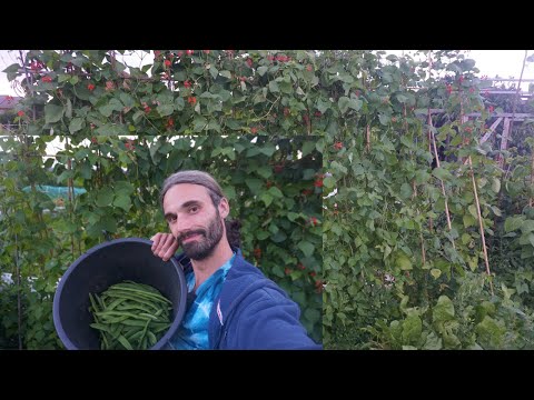 How to grow GREAT Runner beans!