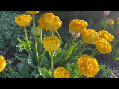 Full bloom in May