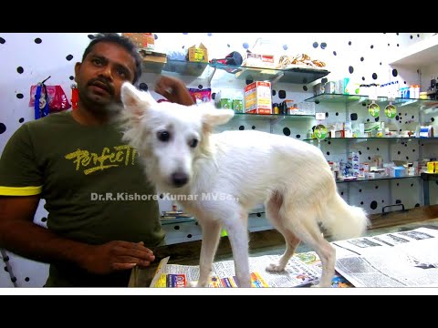 Canine distemper affected Paralyzed dog recovered after Homeo treatment