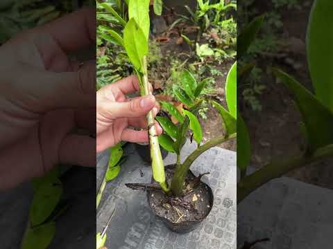 ZZ PLANT PROPAGATION