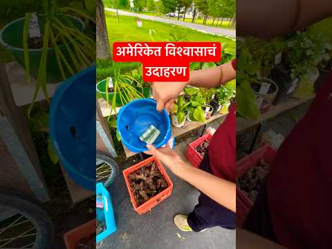 अमेरिकेत विश्वासाचं उदाहरण #marathi #marathivlog #marathishorts #honesty #farming #desi #nri #usa