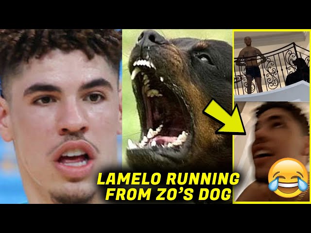 Watch: Dog lover LaMelo Ball gets new puppy as he adds North American ...