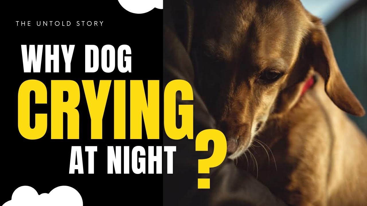 Reasons Why Dogs Cry At Night - Why Do Dogs Cry?  | Why Dogs Bark at Night - Why Dogs Weep at Night