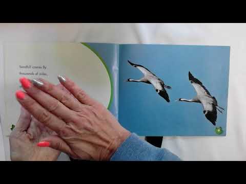 Animals in Spring Read Aloud for Kids