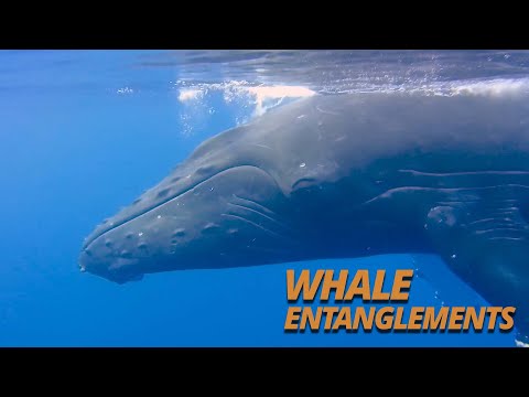 How Whale Entanglements Threaten a Great Success Story: Up Close with Humpbacks (Salish Sea Wild)