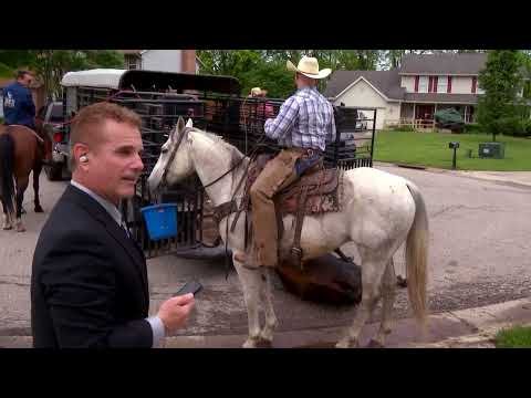 Loose Cows Cow Caught Live on WKRC