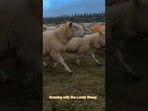 Running with the Lundy Sheep Flock #animals #lundy #farming