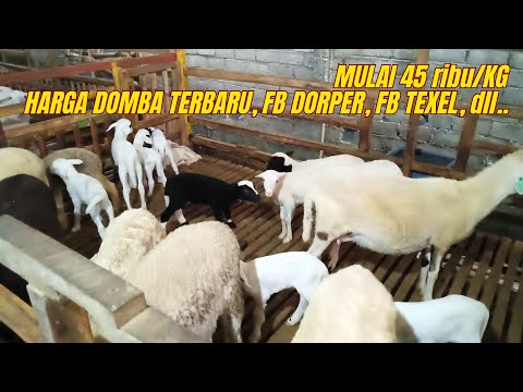 MULAI 45 ribu/Kg, HARGA DOMBA TERBARU di NUSANTARA JAYA Farm Blitar❤️‍🔥❤️‍🔥