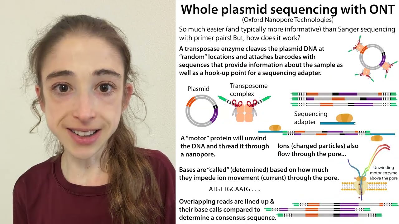 Whole plasmid sequencing with nanopore technology (ONT)