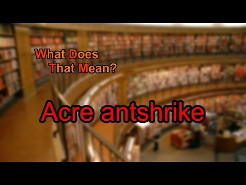 What does Acre antshrike mean?