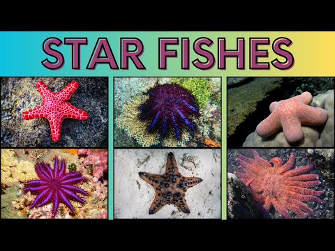 Starfish | Starfish Names in English with Pictures | The Sea Star | English Educational Videos #sea