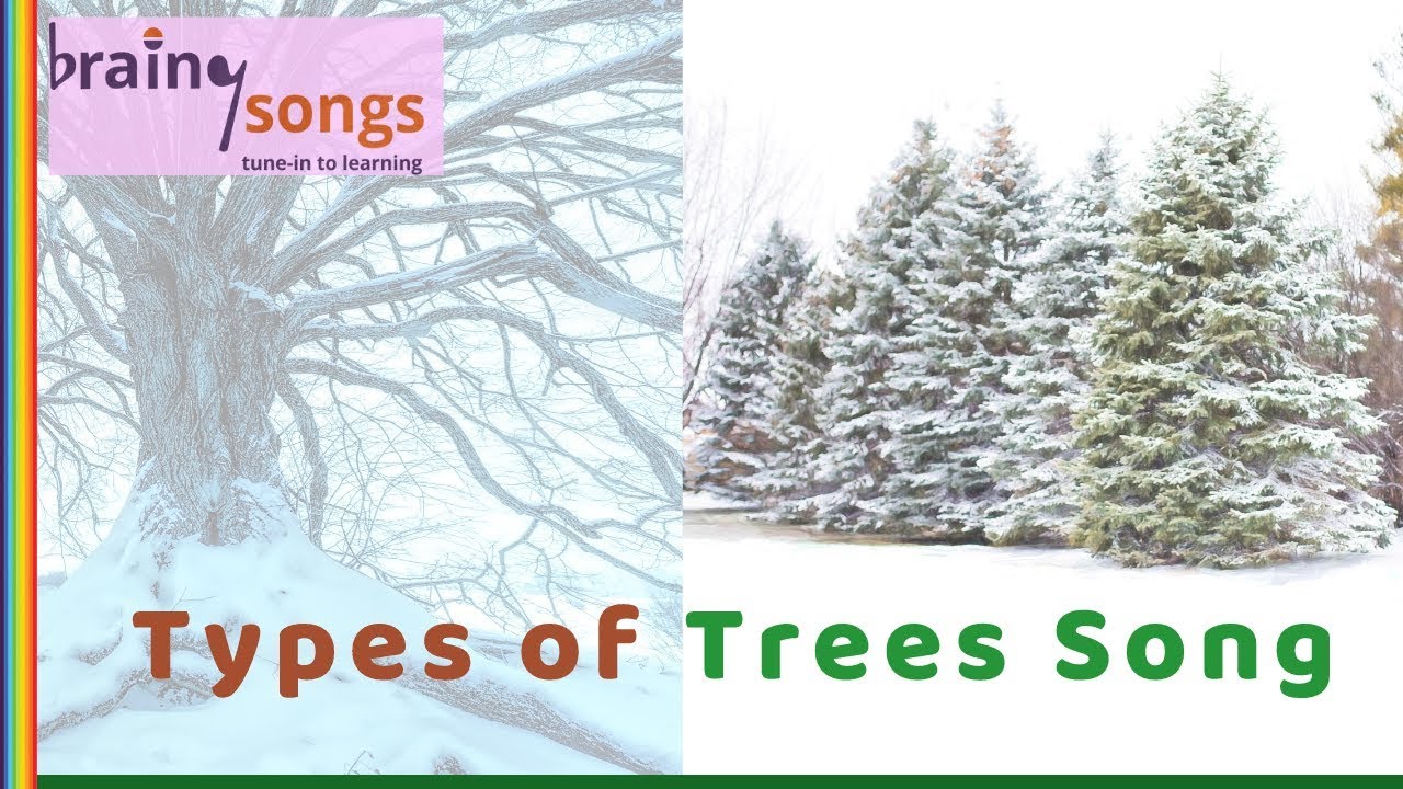 Types of Trees Song | Evergreen and Deciduous Trees | Deciduous Trees