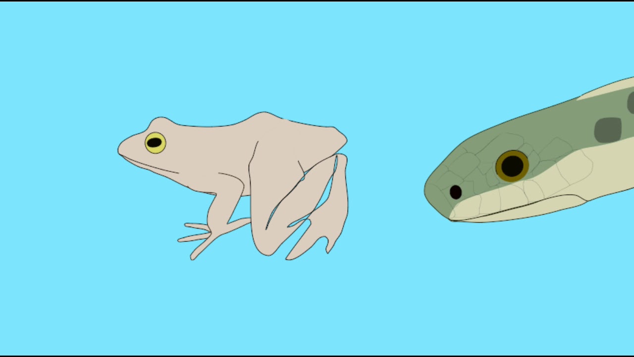 snakes in food chains