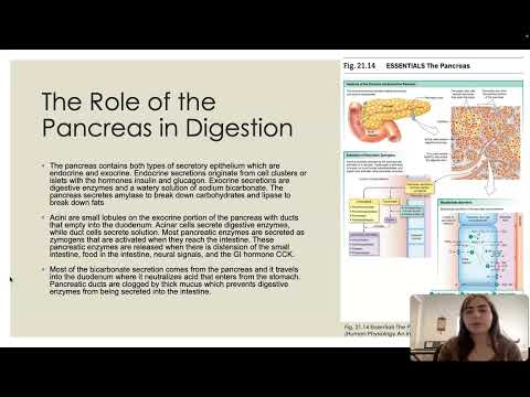 The Role of the Liver and Pancreas in Regulating Digestion