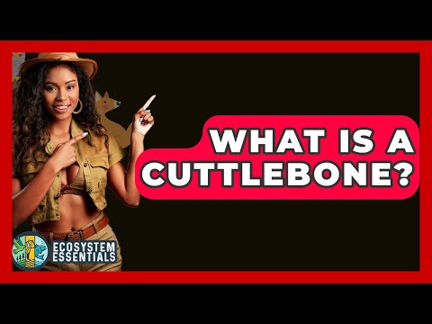 What Is A Cuttlebone? - Ecosystem Essentials