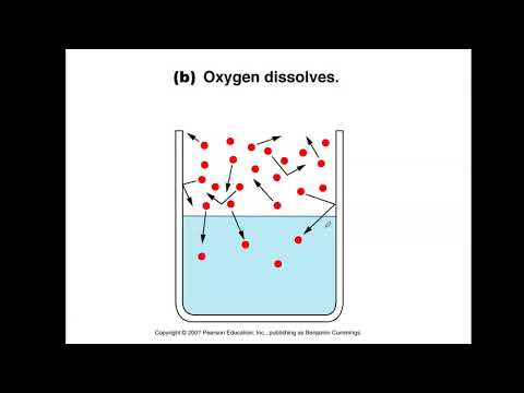 Bio5_Module 14_Gas Exchange part 2