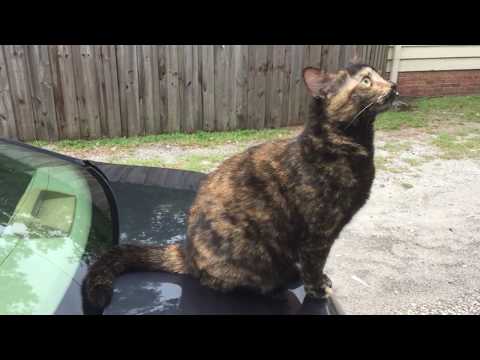 Cat Dabs - What Does BJ Stand For?
