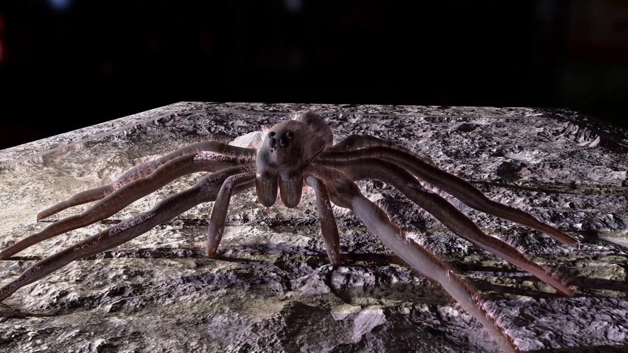 Test 3D Model (Wolf spider)