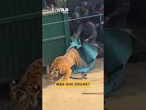 Tigress of UP that made headlines
