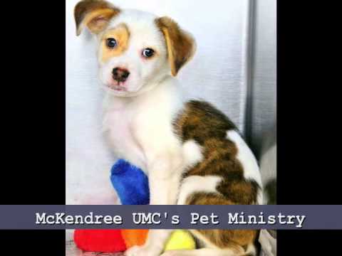 Pet Ministry Spotlight