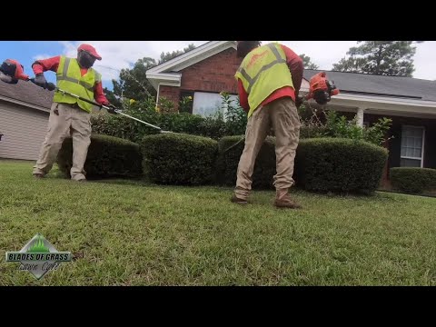 Trimming bushes and shrubs -2 Man lawn care crew | ECHO SHC-225 & HCA-2620 hedge trimmers