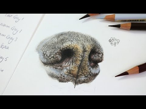 How To Draw a Realistic Dog Nose with Colored Pencil | Step by Step