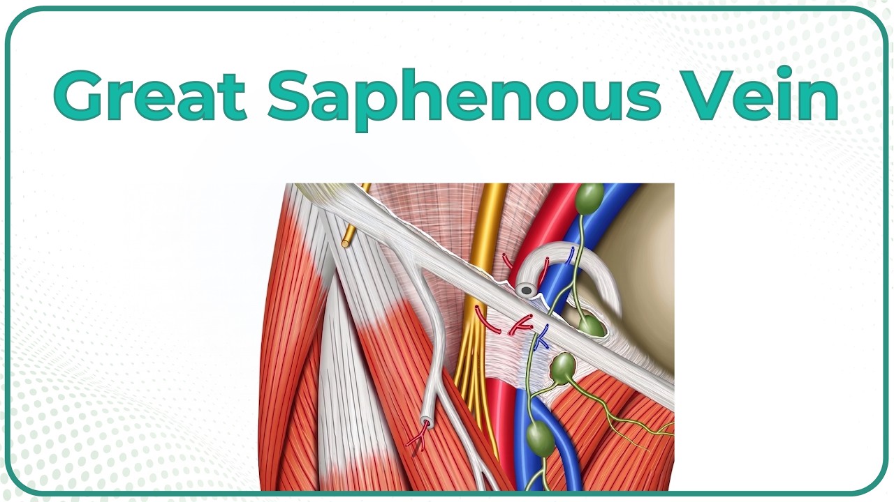 Great saphenous vein Anatomy animation : Location, Course, Tributaries and Drainage | USMLE Review