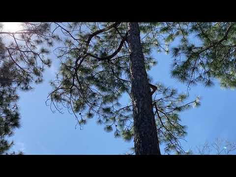 Antenna Farming