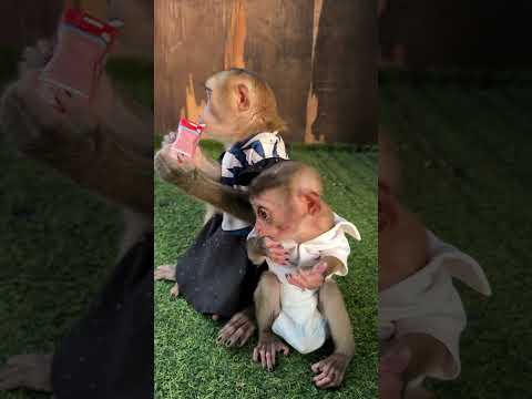 Good morning #monkey #youtubeshorts #viralshorts #pets #funny #shortvideo #viralvideo #trending #fy