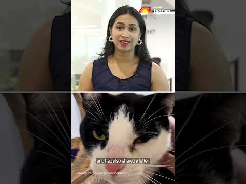 #WATCH| This Cat Was Abandoned For Being "Too Affectionate" | English News | Jagran English