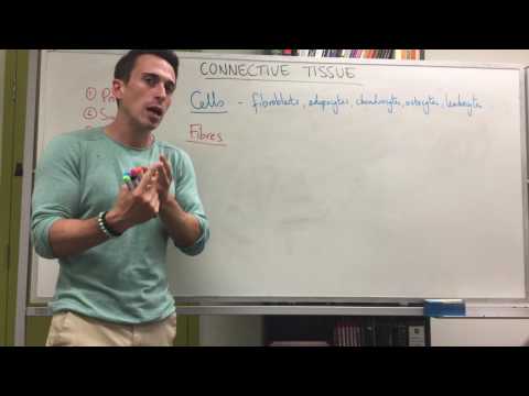 Connective tissue introduction