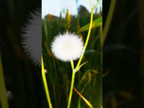 Common Dandelion flower