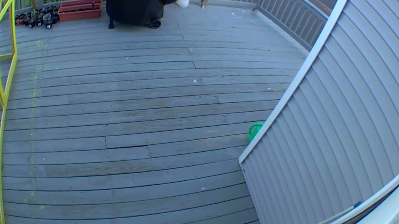 Bee Headbutts Blink Camera