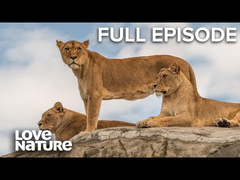 3 Lionesses Battle for Their Pride | Lions: The Hunt for Survival