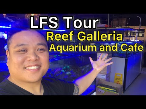 LFS Tour - Reef Galleria Aquarium and CAFE!!!