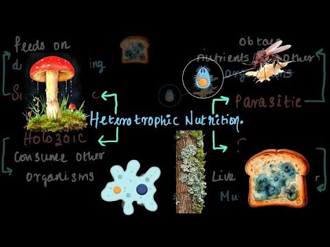 Types of Heterotrophic Nutrition Explained| Middle School Science | Khan Academy