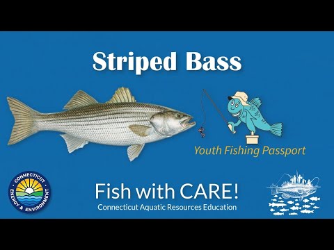 Catching Striped Bass - CT Youth Fishing Passport