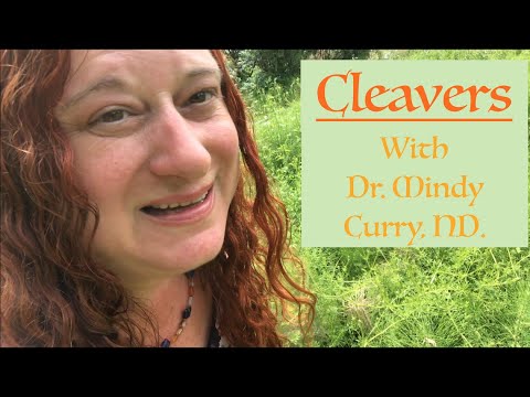 Cleavers (Galium aparine) - Wildcrafting and Processing
