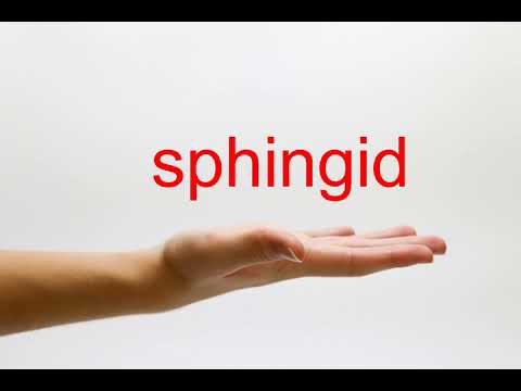How to Pronounce sphingid - American English