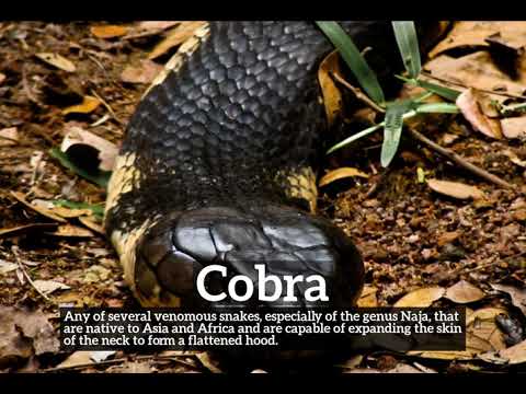 How to Say Cobra in English? | What is Cobra? | How Does Cobra Look?